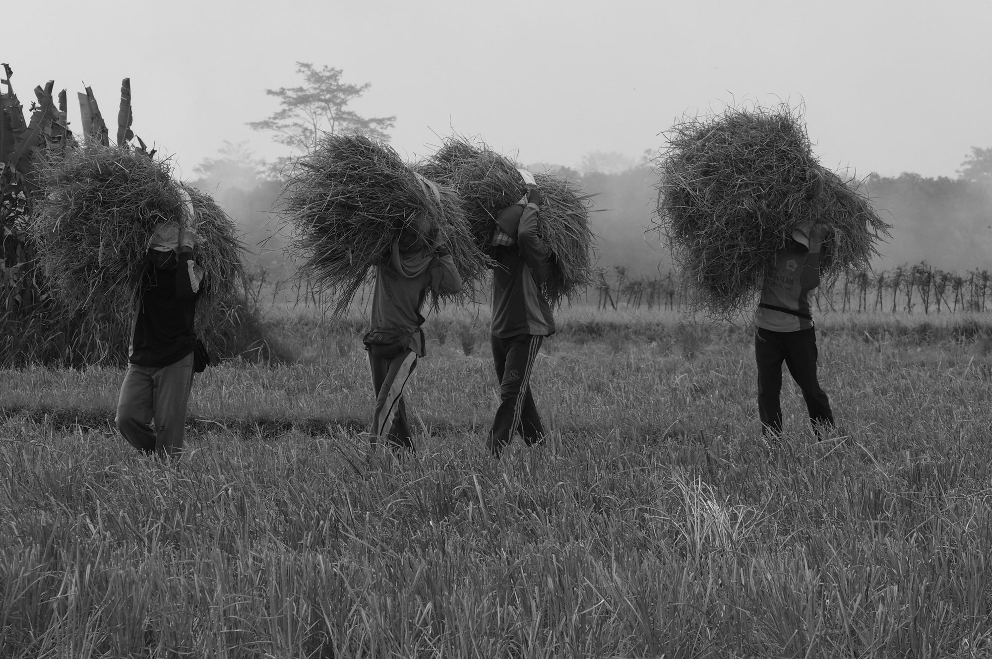 Kaze Rice – kazerice