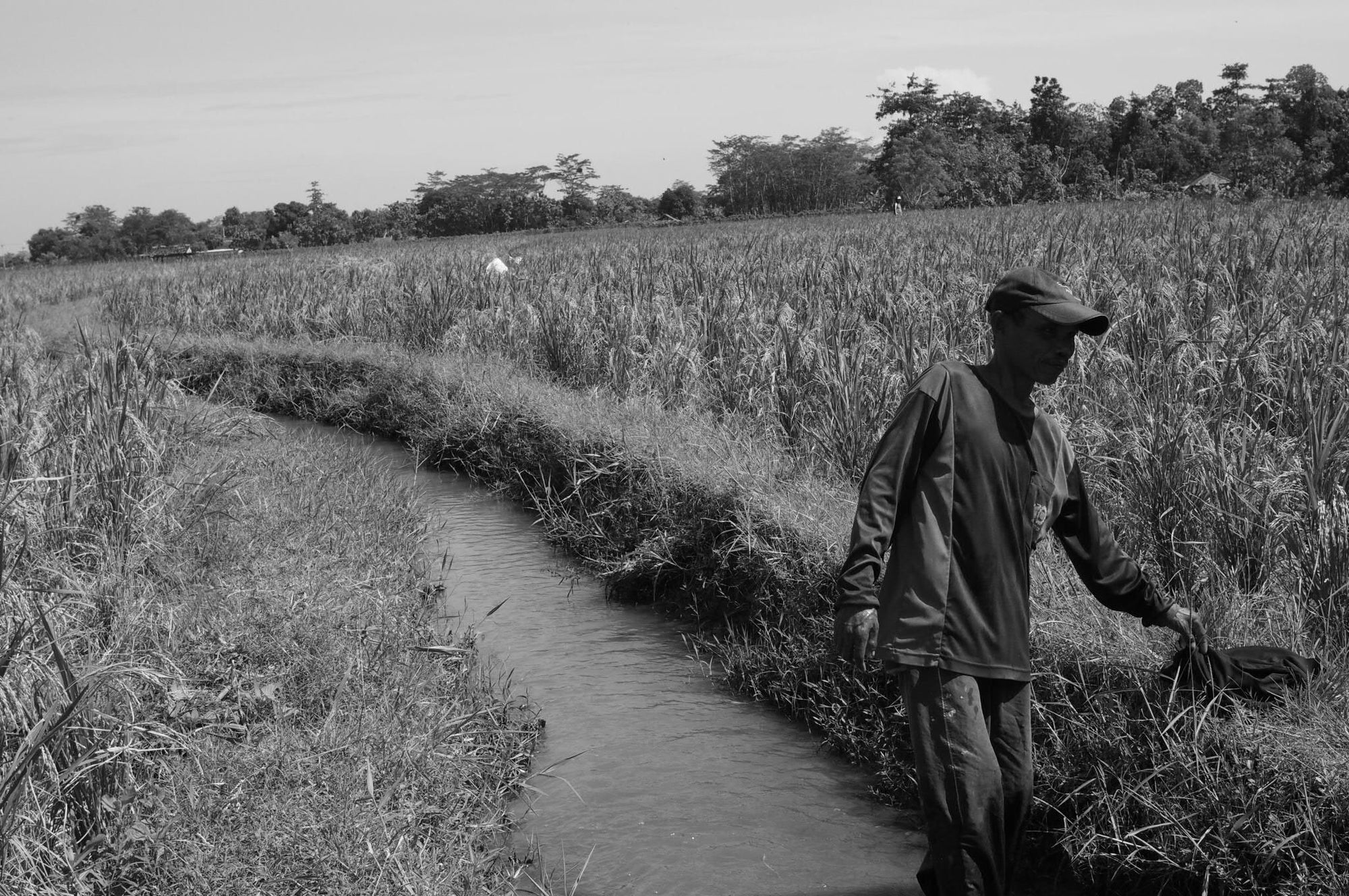 Kaze Rice – kazerice