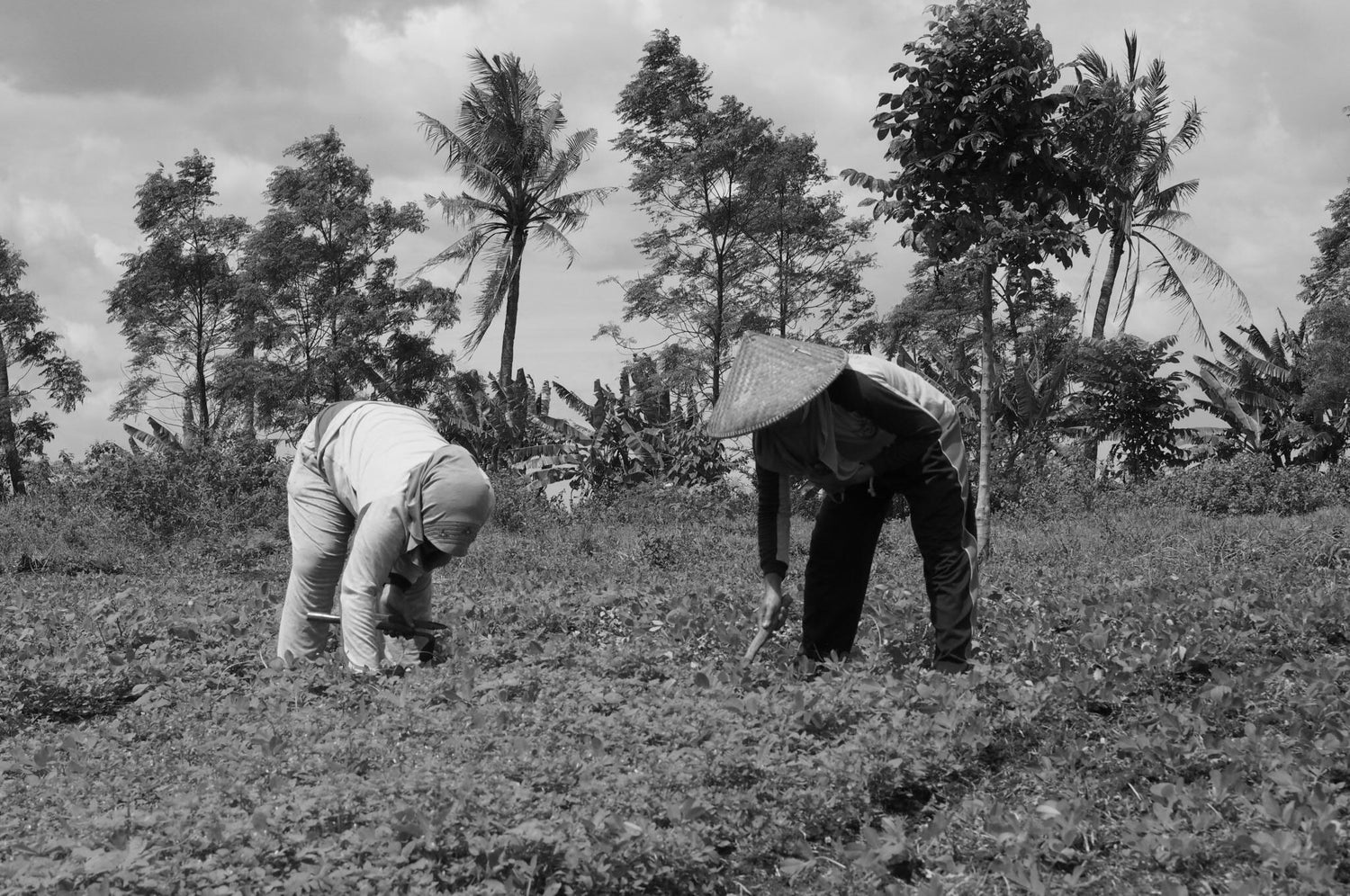 Kaze Rice – kazerice