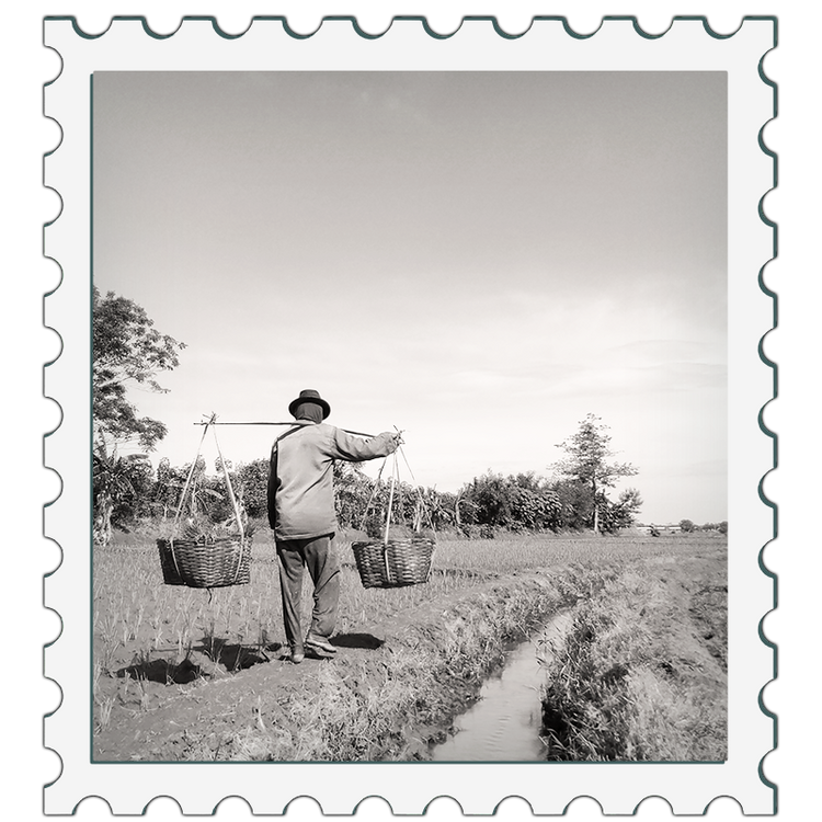 Our Story - Kaze Rice – kazerice